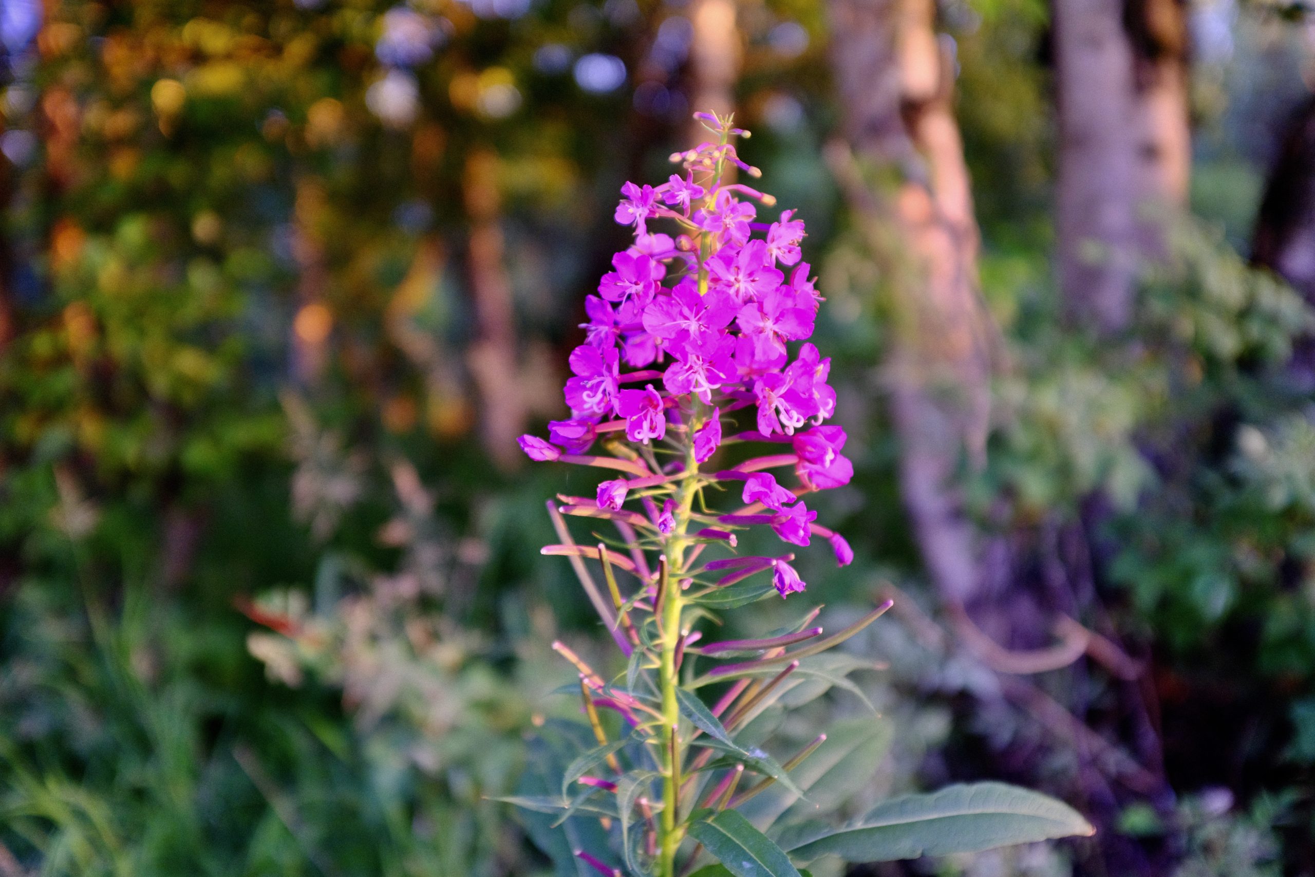 Health Fairs & Affordable Blood Tests in Anchorage, Fairbanks, Juneau...